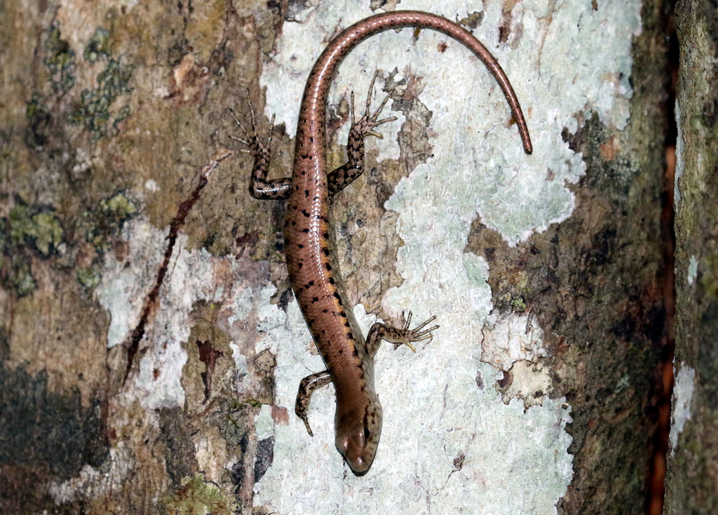 Yellow-blotched Forest Skink from East Barron QLD 4883, Australia on ...