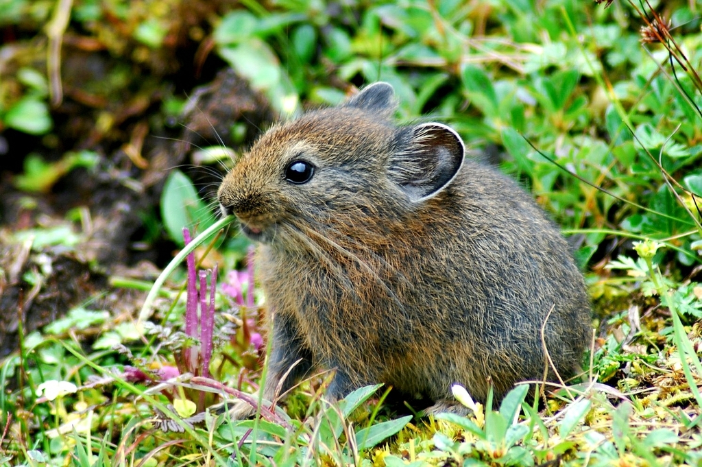Large-eared Pika (Ochotona macrotis) - Know Your Mammals