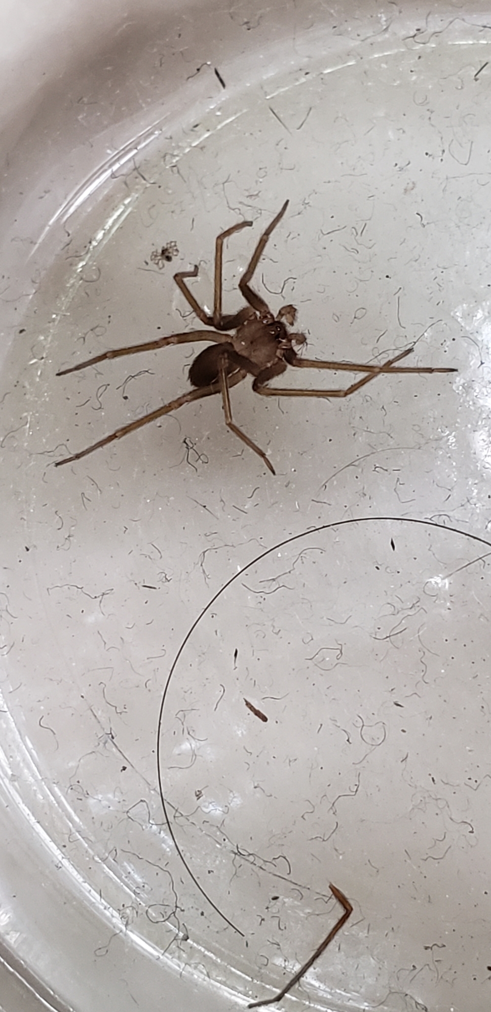 Loxosceles apachea Gertsch & Ennik, 1983