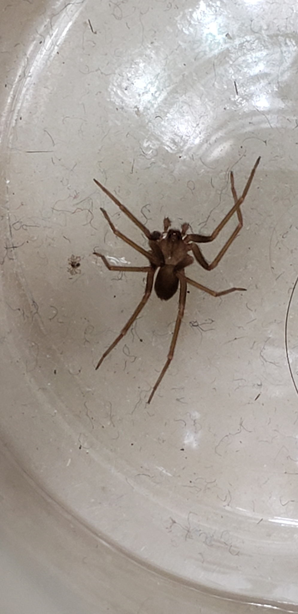 Loxosceles apachea Gertsch & Ennik, 1983