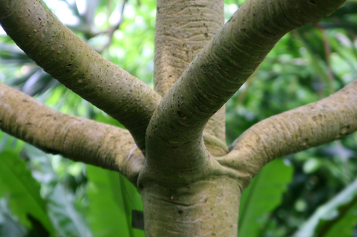 Pandanus copelandii · iNaturalist
