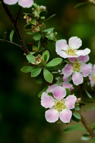Swamp Tea-tree (Leptospermopsis sericea) · iNaturalist Australia