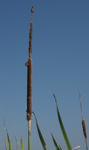 Typha elephantina · iNaturalist