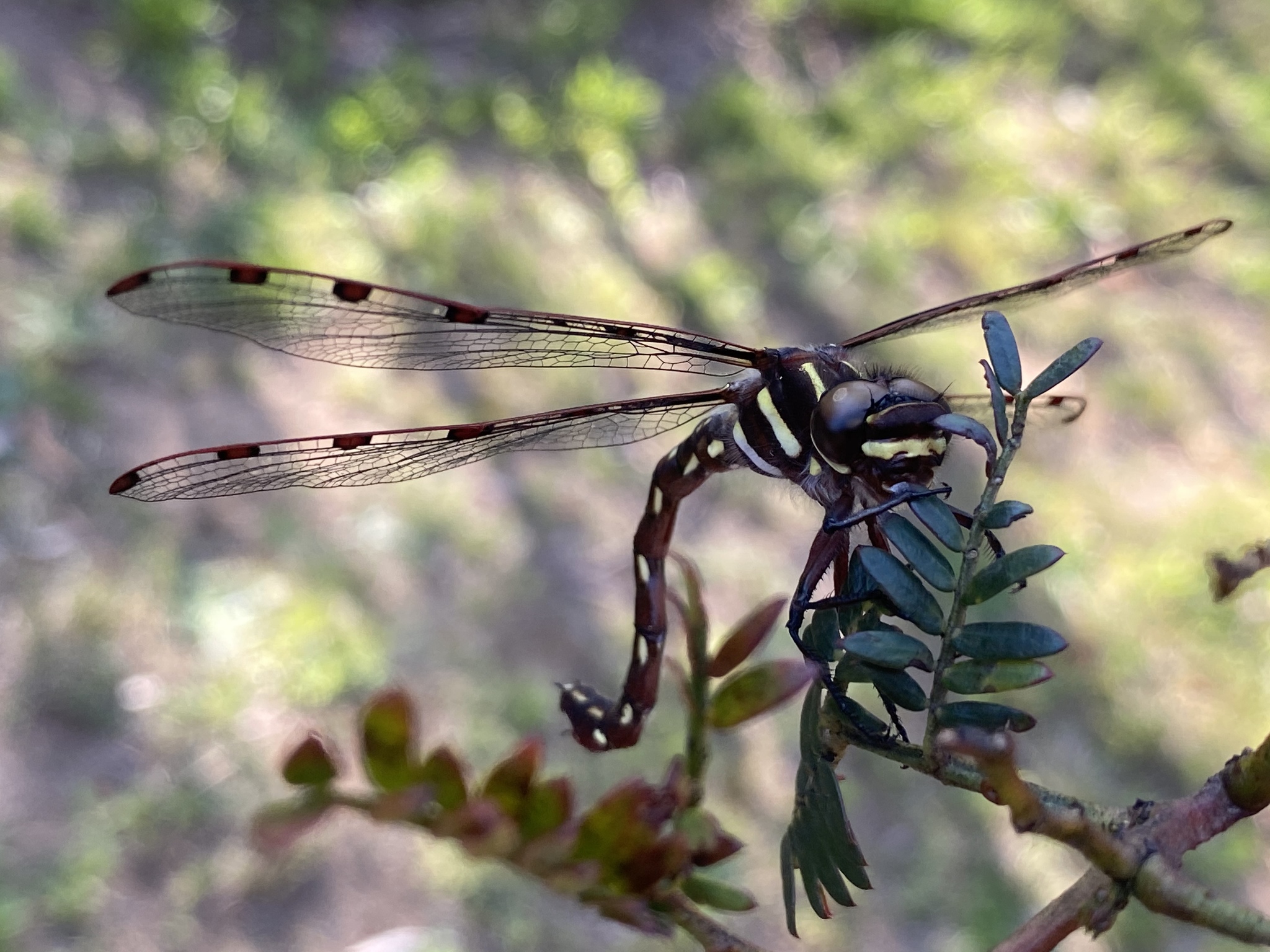 Austropetaliidae