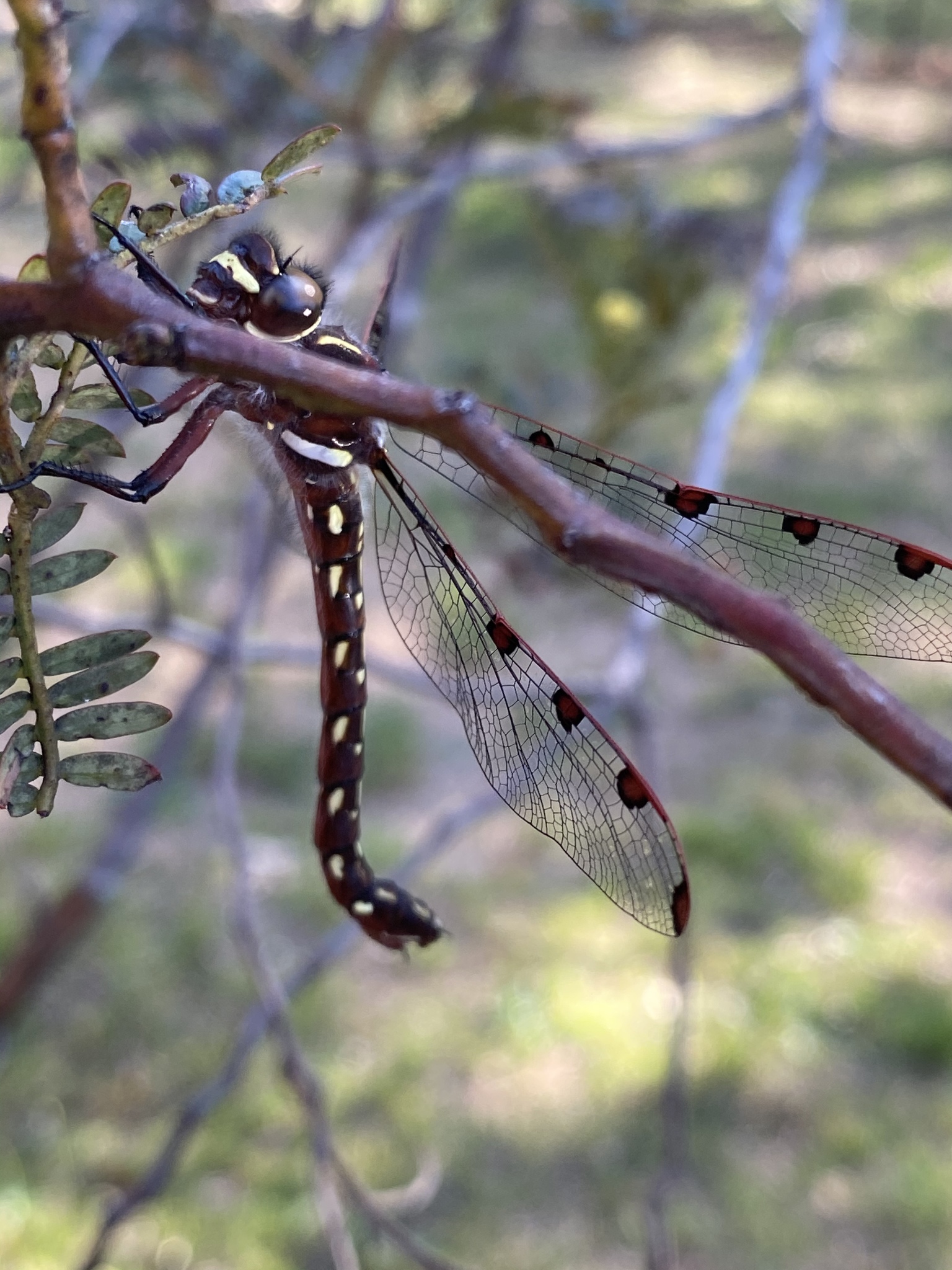 Austropetaliidae