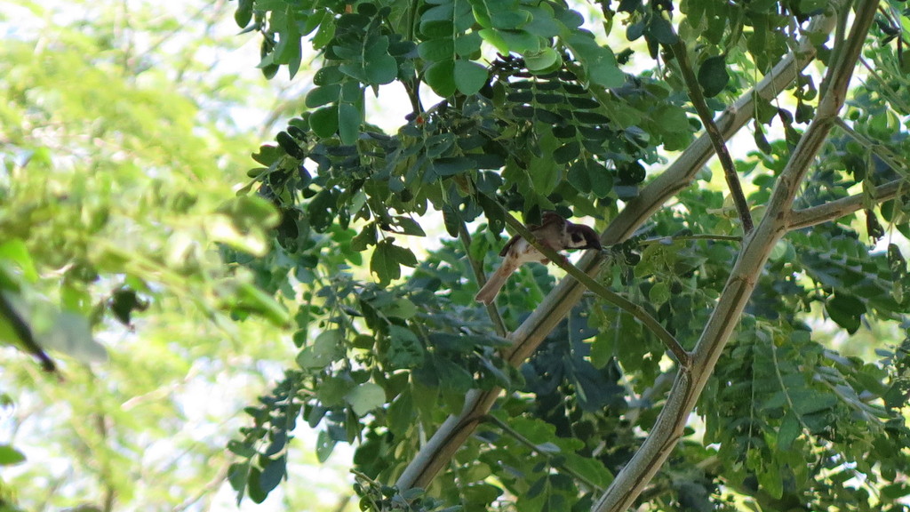 Eurasian Tree Sparrow from Tuban Regency, East Java, Indonesia on May ...