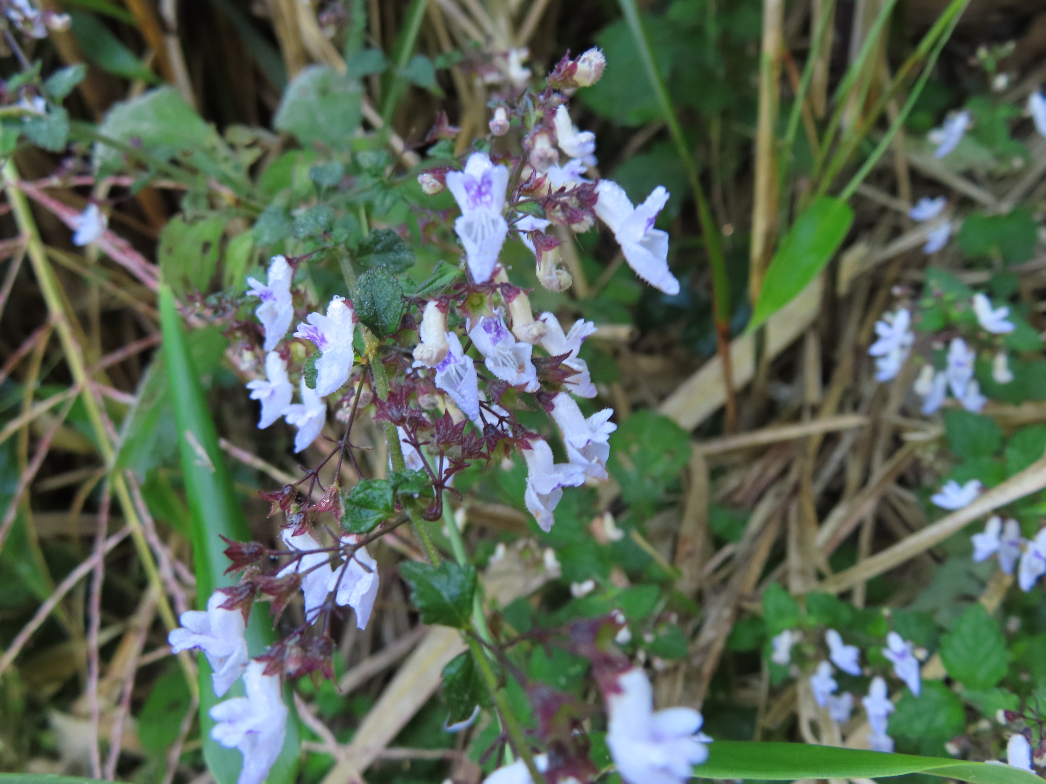 Isodon amethystoides (Benth.) H.Hara