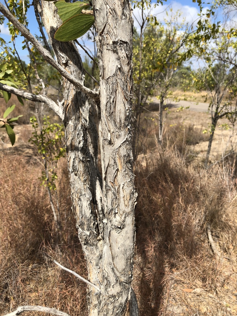 Broad Leaved Tea Tree (Melaleuca viridiflora) - Botanical Realm