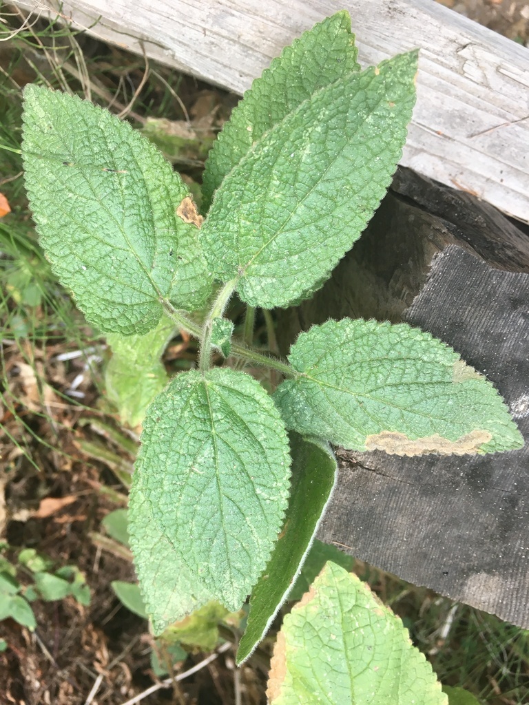 Coastal Hedge-nettle from Muir Woods National Monument, Mill Valley, CA ...