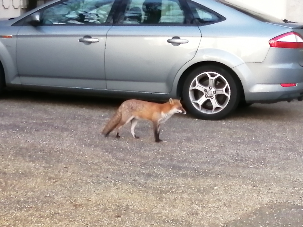 Red Fox from Brighton BN1 1EN, UK on January 04, 2020 at 04:23 PM by ...