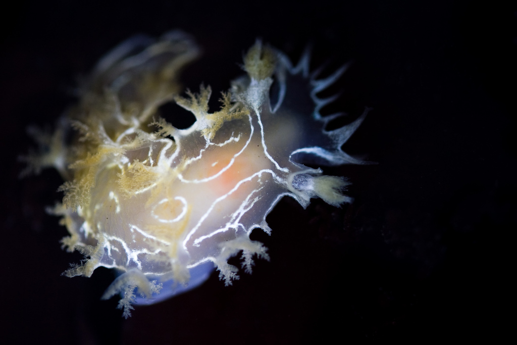 Tritonia (Flora of South Africa) · iNaturalist NZ