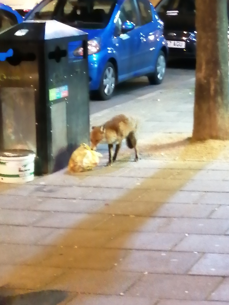 Red Fox from London N7, UK on March 15, 2020 at 12:30 AM by Matías ...