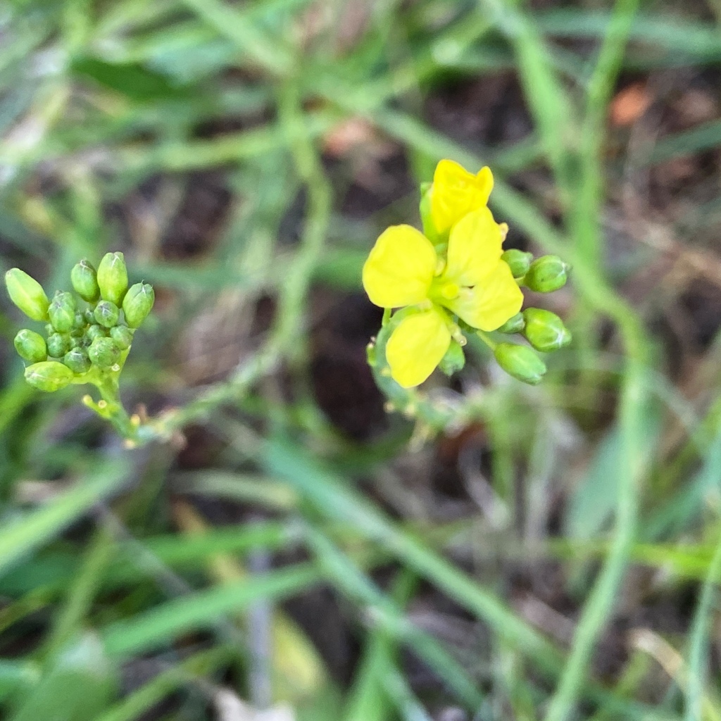field mustard in October 2020 by deborahmc · iNaturalist