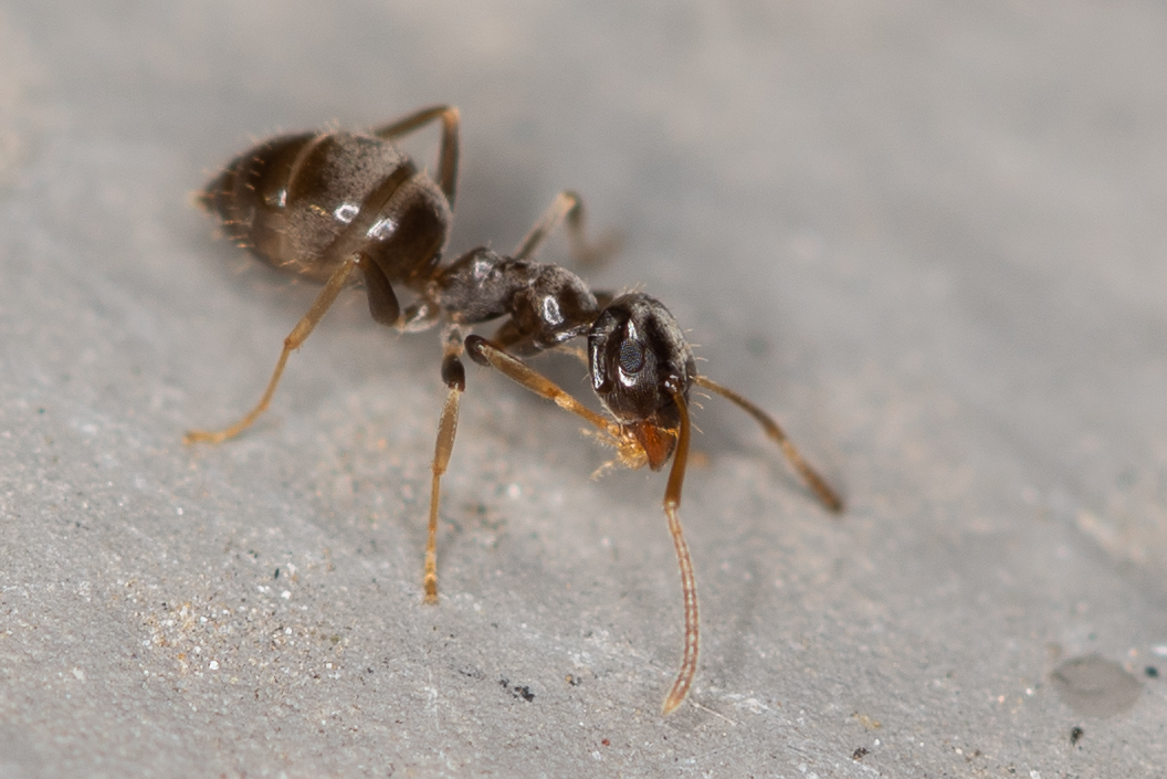 Lasius alienus (Foerster, 1850)