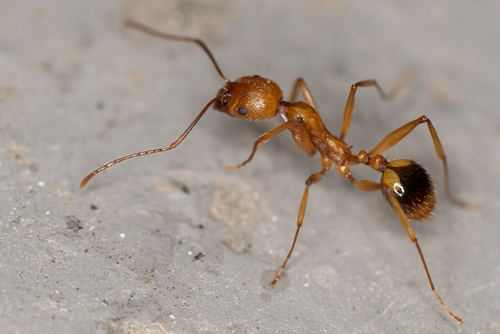 Complex Aphaenogaster splendida · iNaturalist