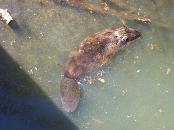 American Beaver from Bath County, VA, USA on April 04, 2009 by D.T ...