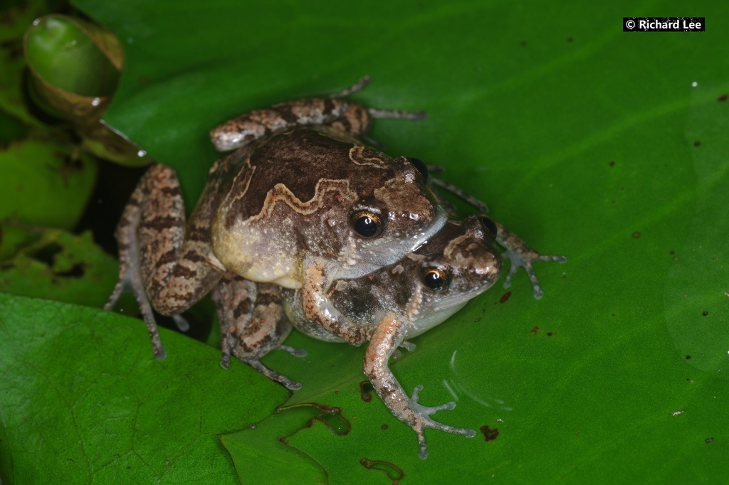 Tubercled Pygmy Frog from Bukit Panjang, 新加坡 on October 2, 2020 at 09: ...