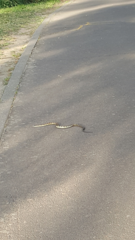 Eastern Tiger Snake from Templestowe Lower VIC 3107, Australia on October 03, 2020 at 04:08 PM ...