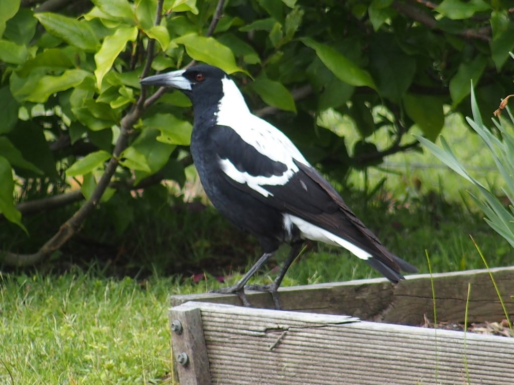 Western Australian Magpie on October 03, 2020 at 02:14 PM by Kerry and ...