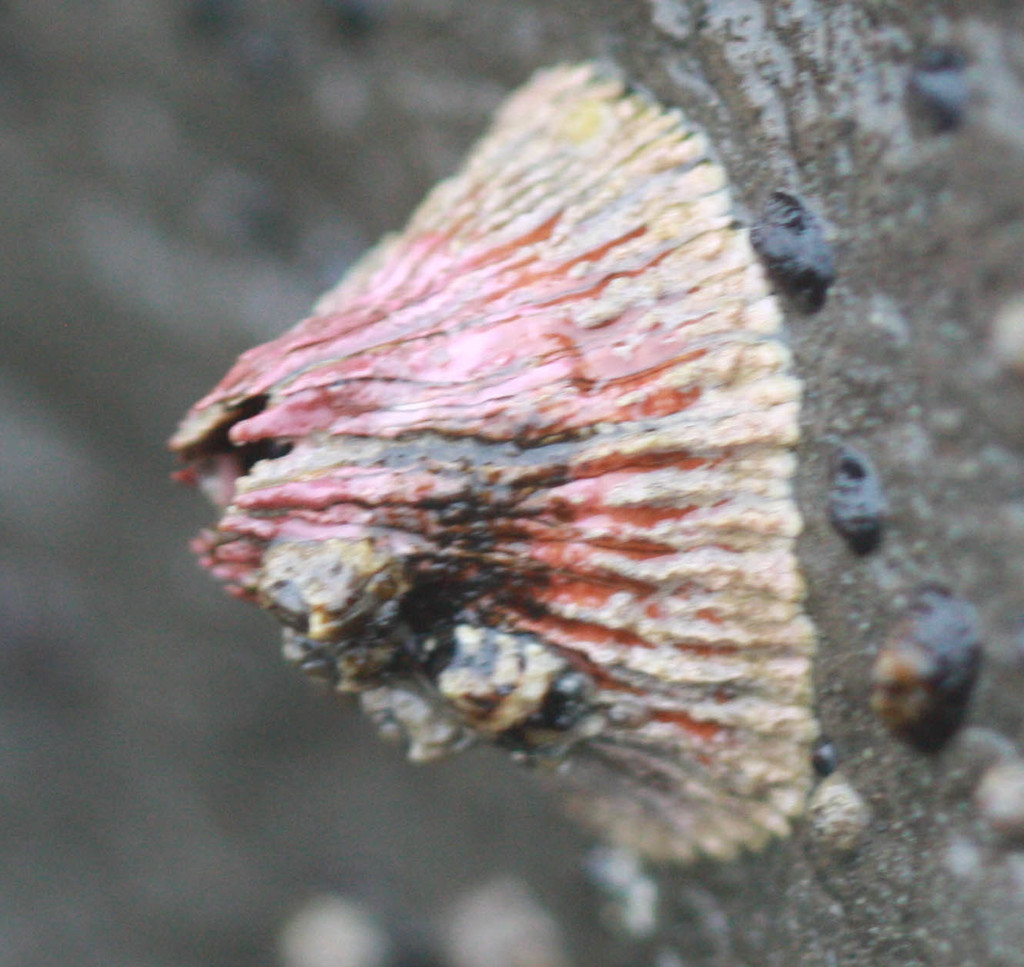 Pink Volcano Barnacle (China Cove Organisms) · iNaturalist