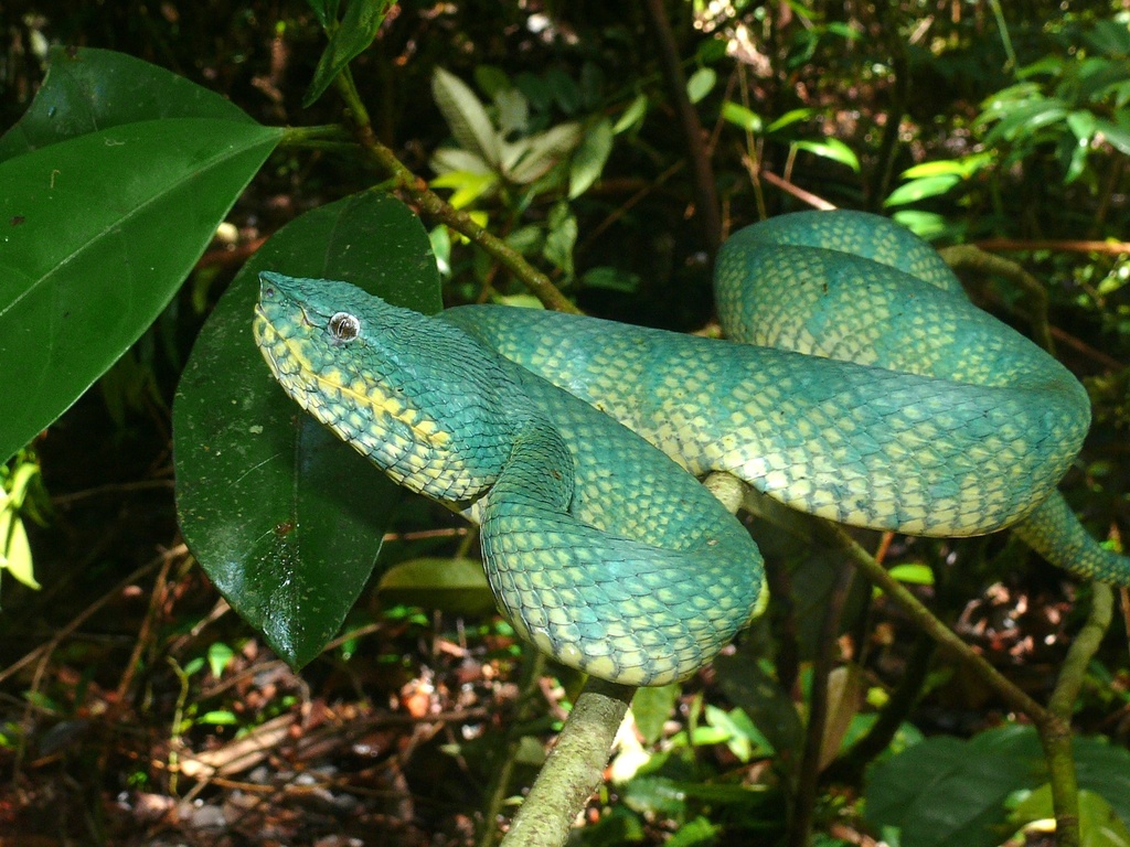 North Philippine Temple Pitviper (Tropidolaemus subannulatus) - Snakes ...