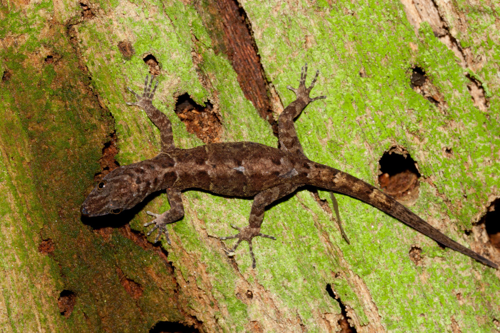 Brilliant South American Gecko from Asa Wright Nature Centre, Trinidad ...