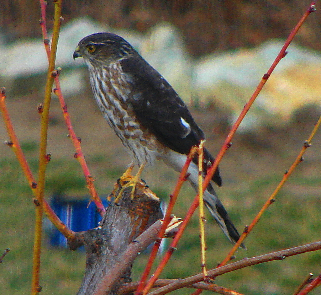 Sharp-shinned Hawk from Okanagan-Similkameen, BC, Canada on March 19 ...