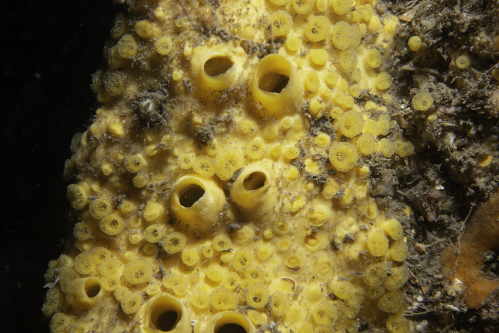 Sulphur Boring Sponge (Common Organisms in Sarasota Bay) · iNaturalist