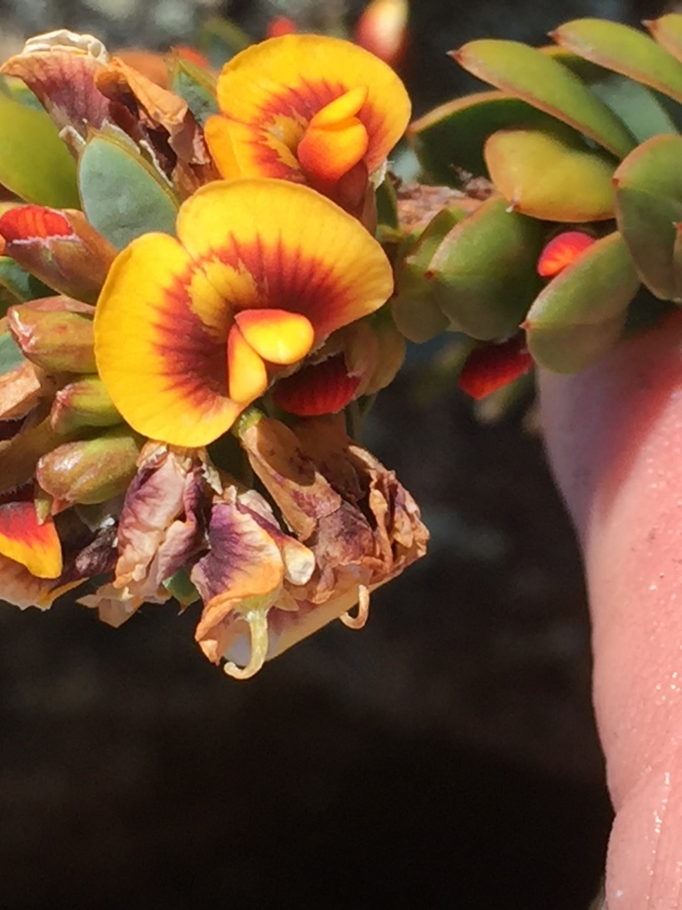 Egg and Bacon Plant (Eutaxia myrtifolia) - Botanical Realm