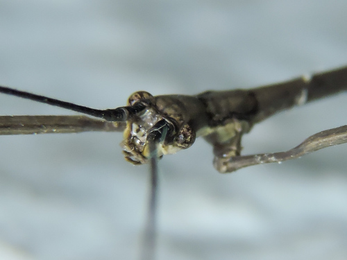 Bostra jaliscensis · iNaturalist