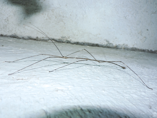 Bostra Stick Insects (Genus Bostranova) · iNaturalist