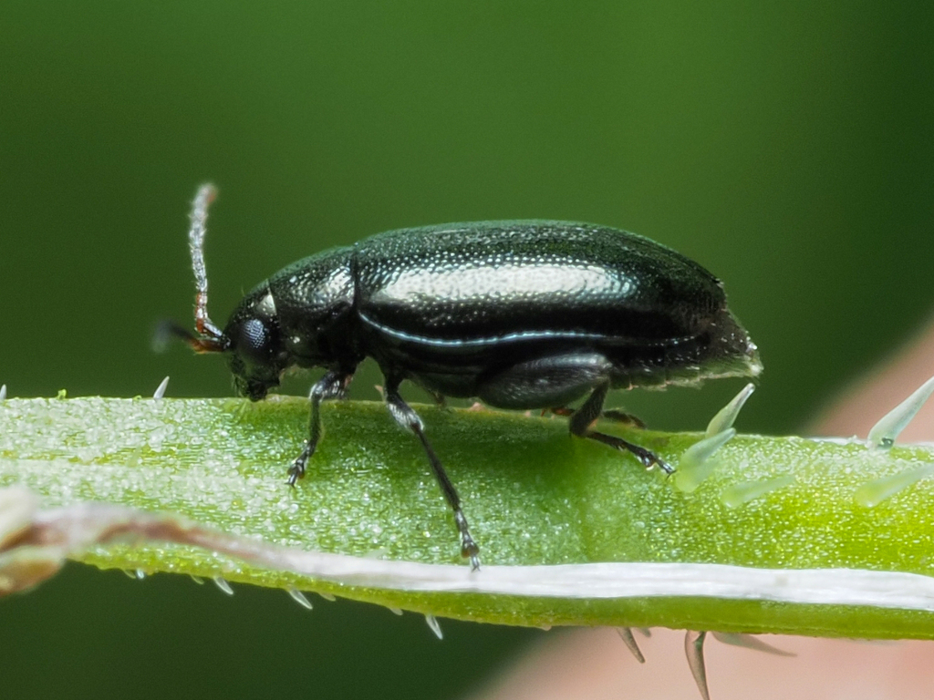 Phyllotreta cruciferae in October 2020 by knuttutgut · iNaturalist