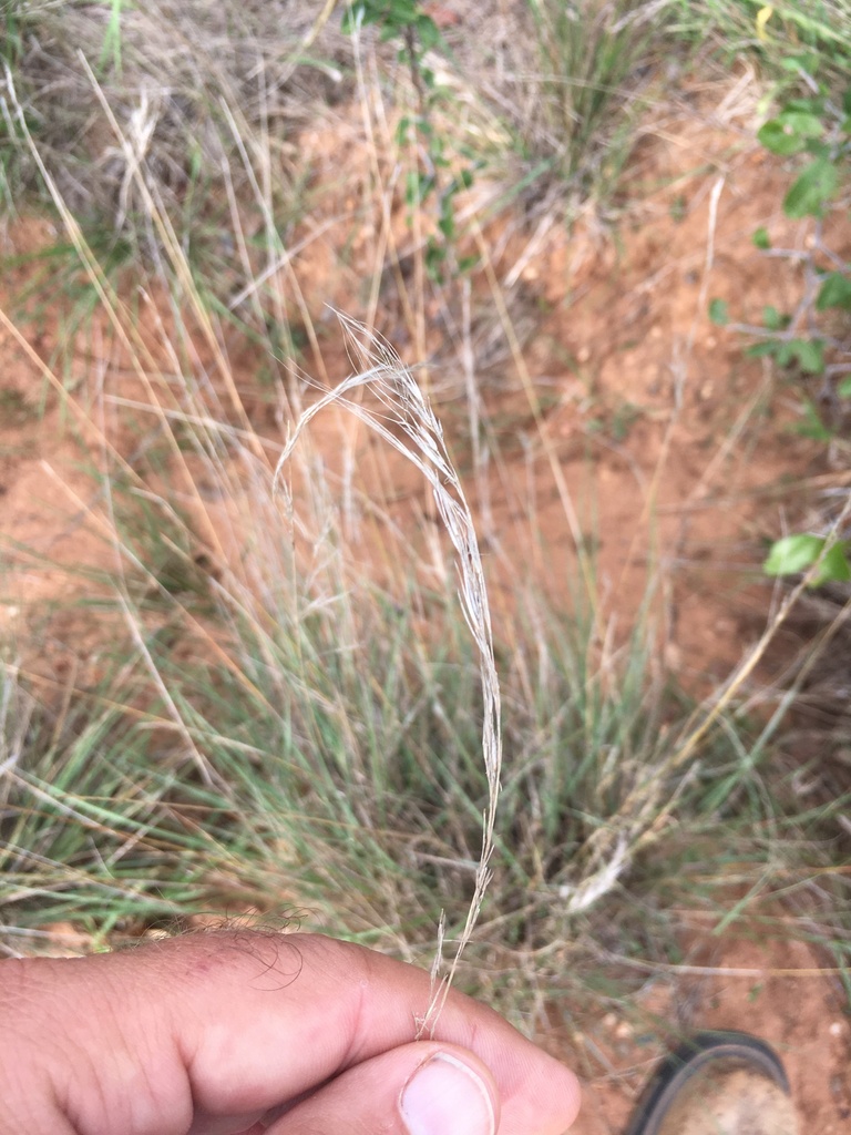 Purple Threeawn from Dublin, TX, US on October 03, 2020 at 10:26 AM by ...