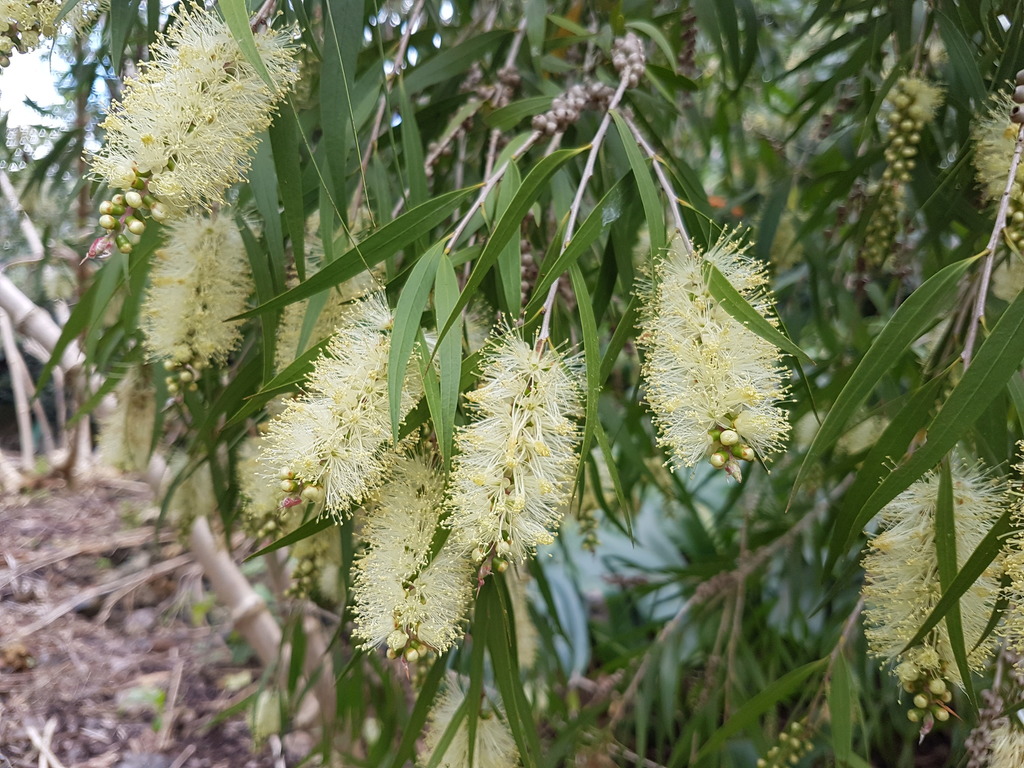 Willow Bottlebrush (Flora (Indigenous Use) Guide of Cessnock BioBlitz ...