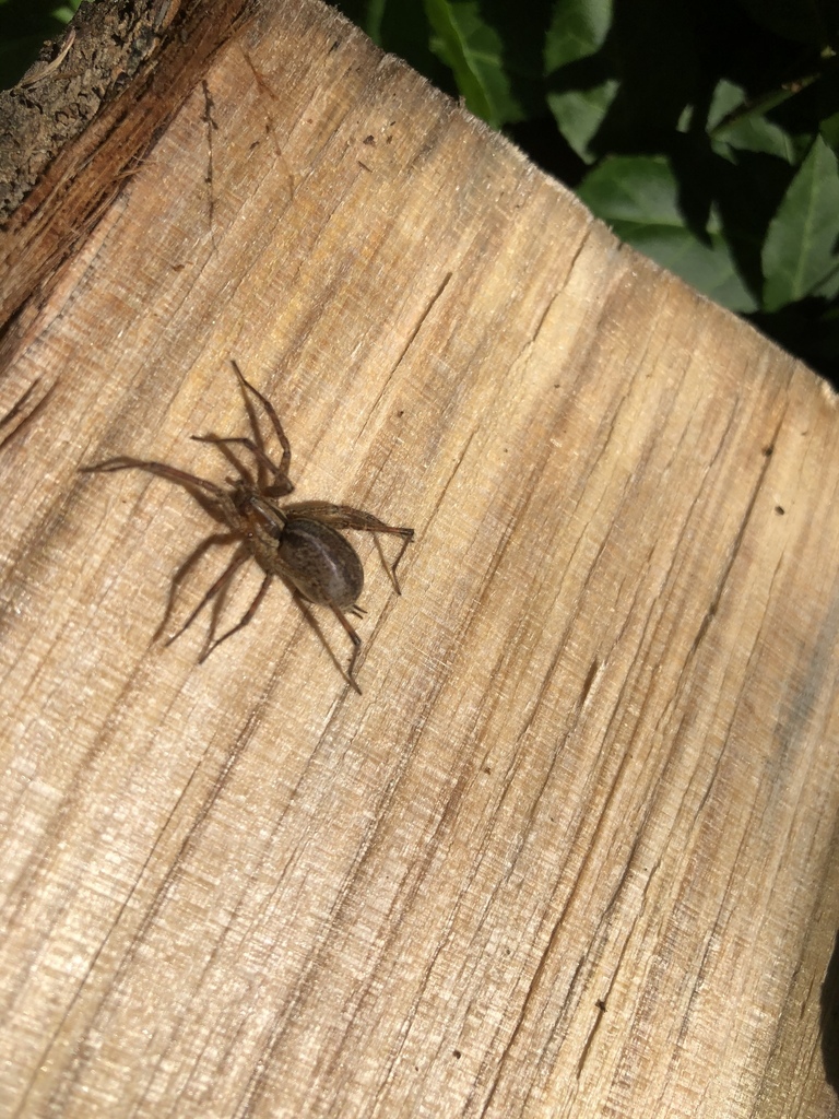 Grass Spiders from Mercer Rd, Beaver Falls, PA, US on October 3, 2020 ...