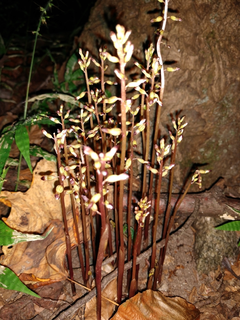 autumn coralroot from Granite, MD 21163, USA on September 21, 2020 at ...