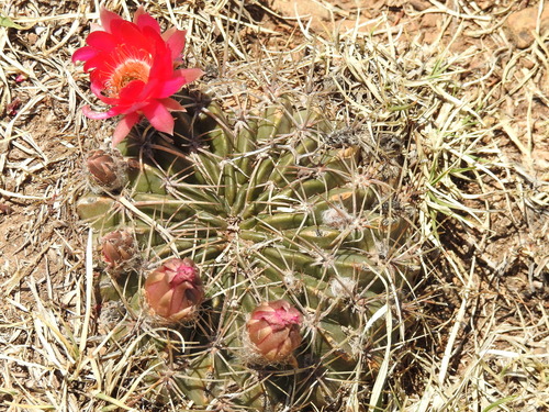 Subspecies Lobivia pugionacantha rossii · iNaturalist