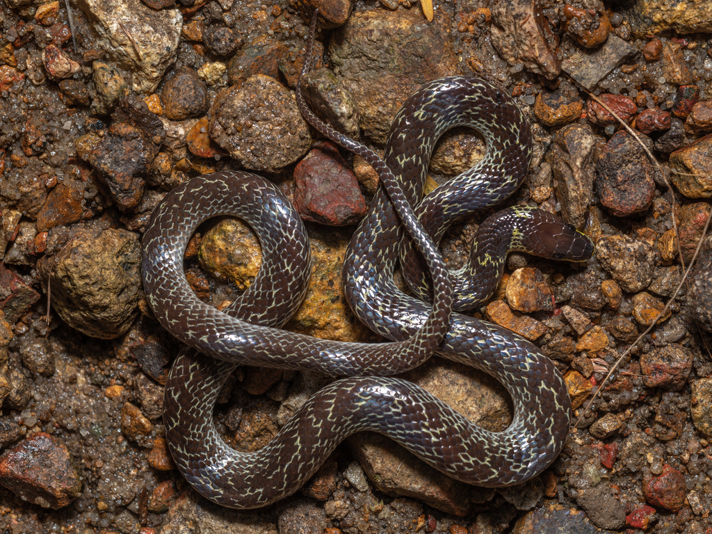Common Wolf Snake in October 2020 by Lawrence Hylton · iNaturalist