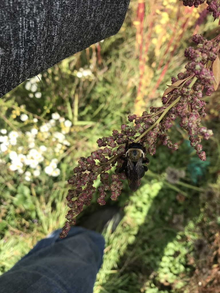 Eastern Carpenter Bee from Rock Creek S, Akron, OH, US on October 3 ...