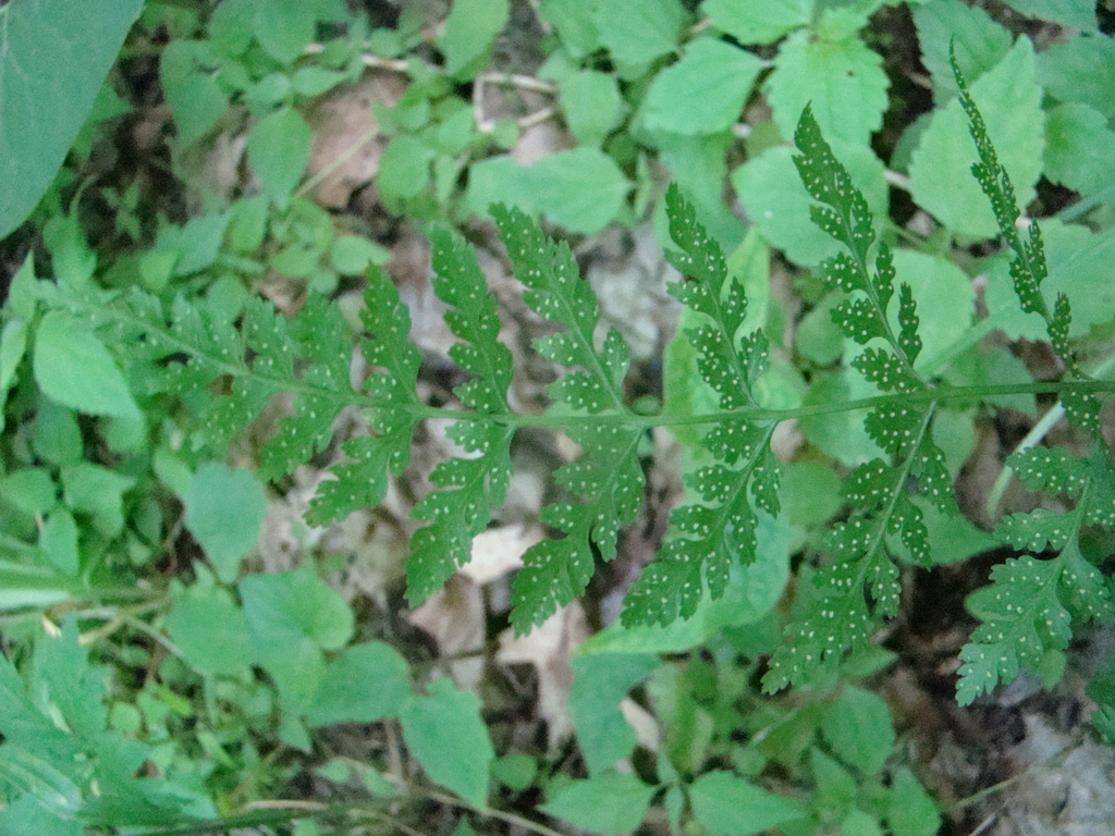 Fragile fern (Ferns and Fern Allies of Floracliff Nature Sanctuary ...