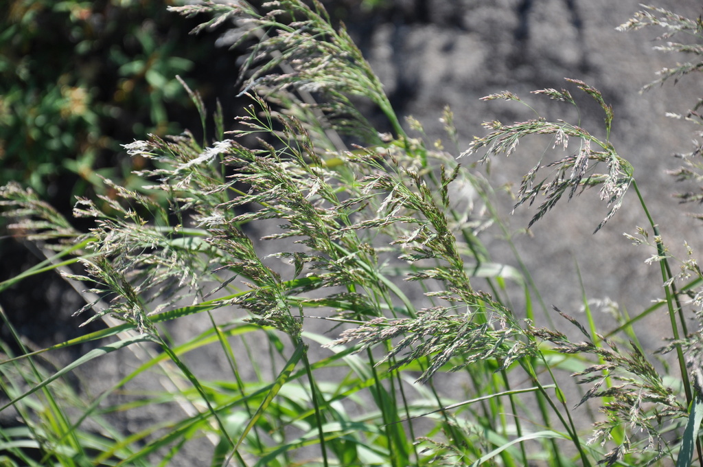 Scandinavian Small-reed from Kenora District, ON, Canada on July 8 ...