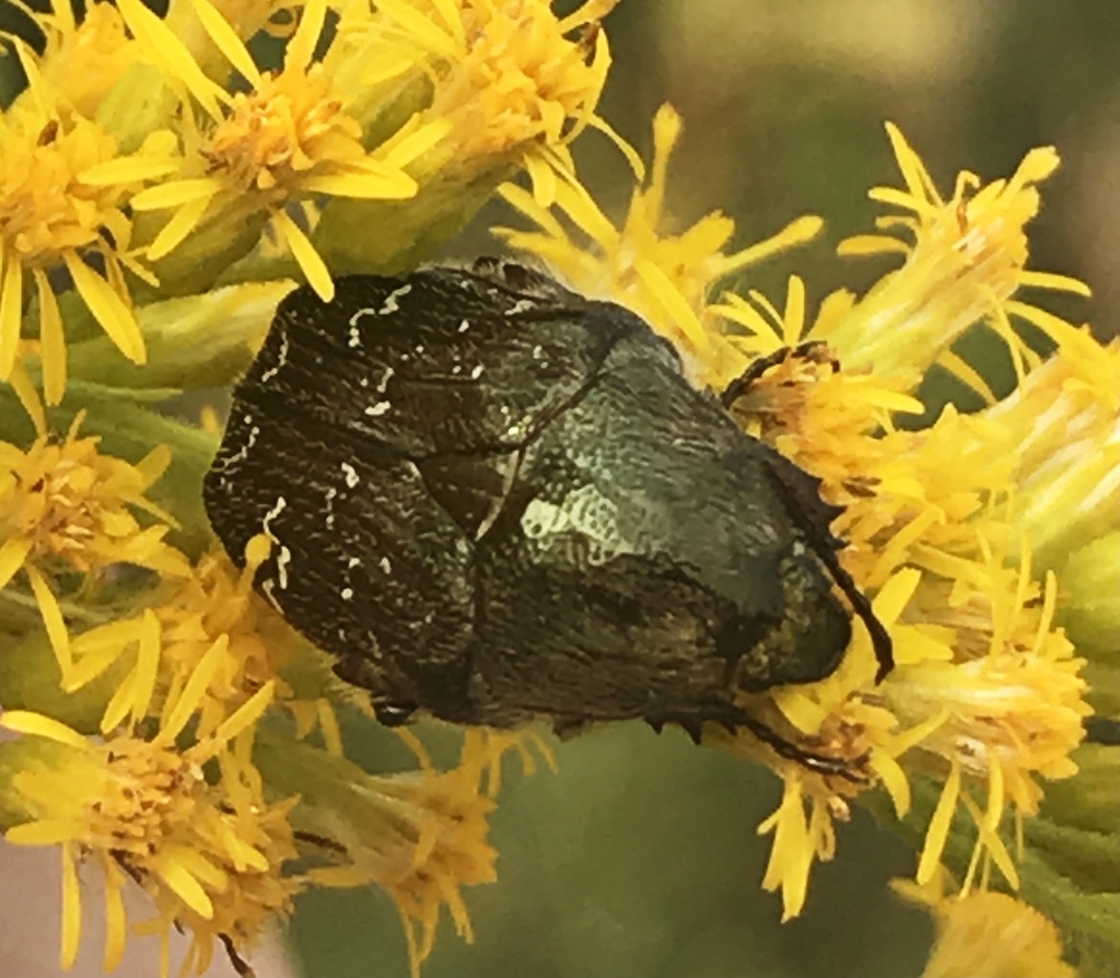 Dark Flower Scarab from Hagerman National Wildlife Refuge, Sherman, TX ...