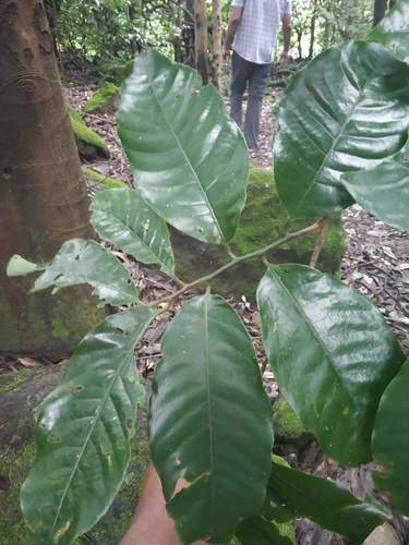 género Knema · NaturaLista Colombia