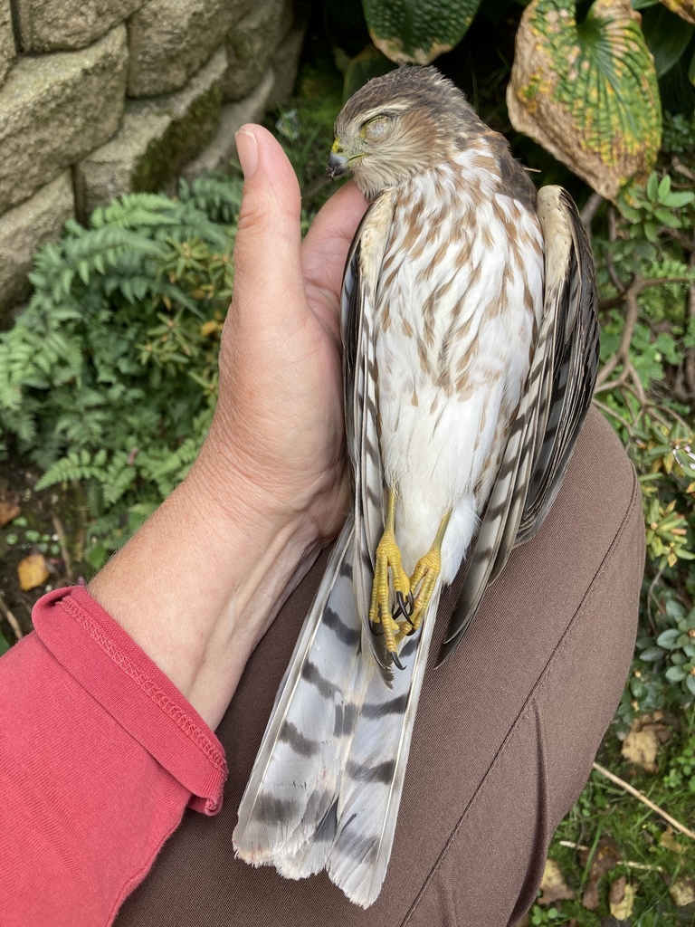 Sharp-shinned Hawk from Wayne National Forest, Whipple, OH, US on ...