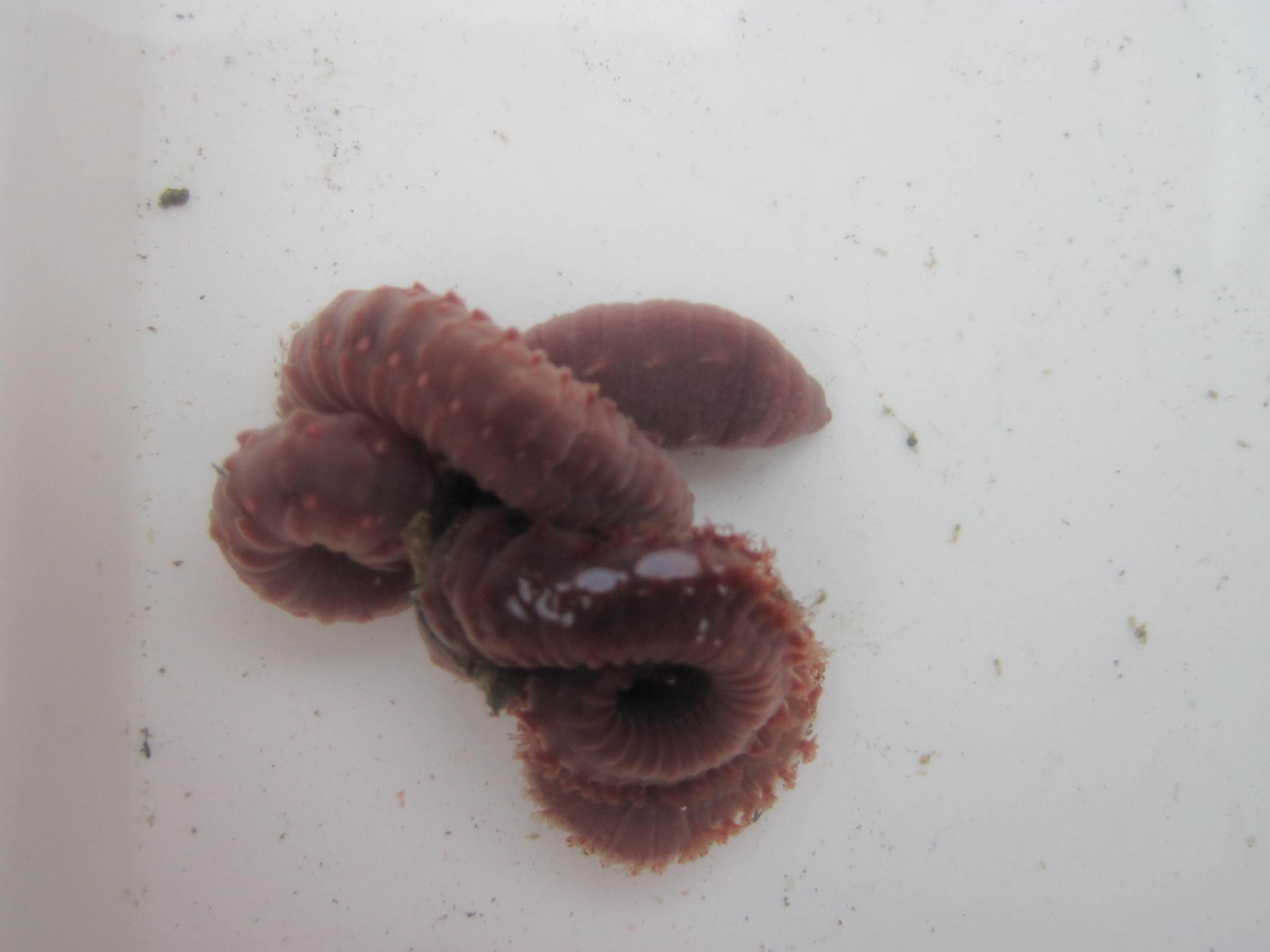 Notomastus M.Sars, 1851