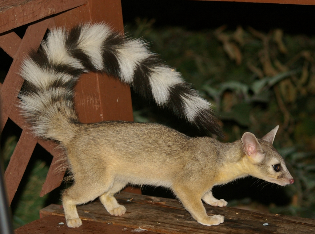 Ringtail (Bassariscus astutus) - Know Your Mammals