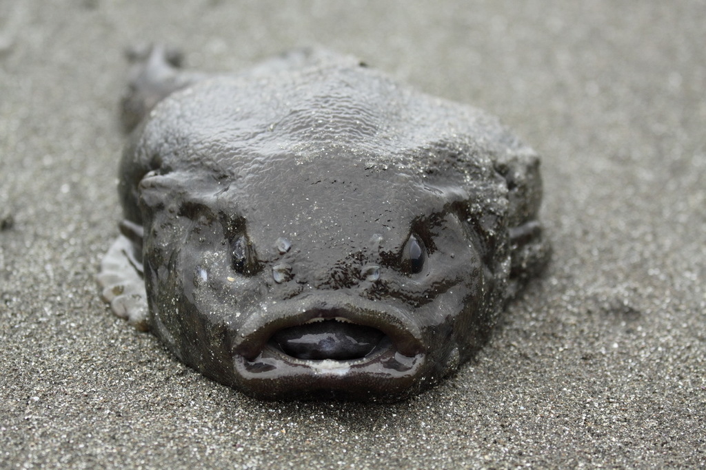 Smooth Lumpsucker from Aleutskiy rayon, RU-KQ, RU on April 24, 2020 at ...