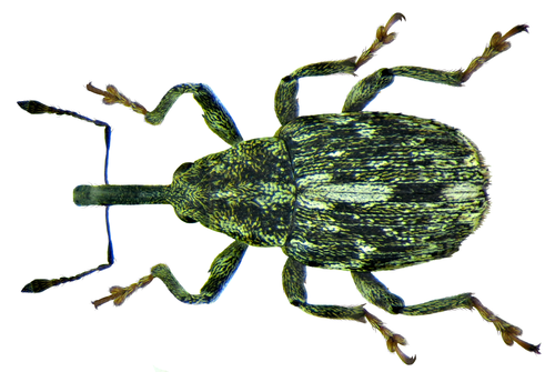 Genus Datonychus · iNaturalist