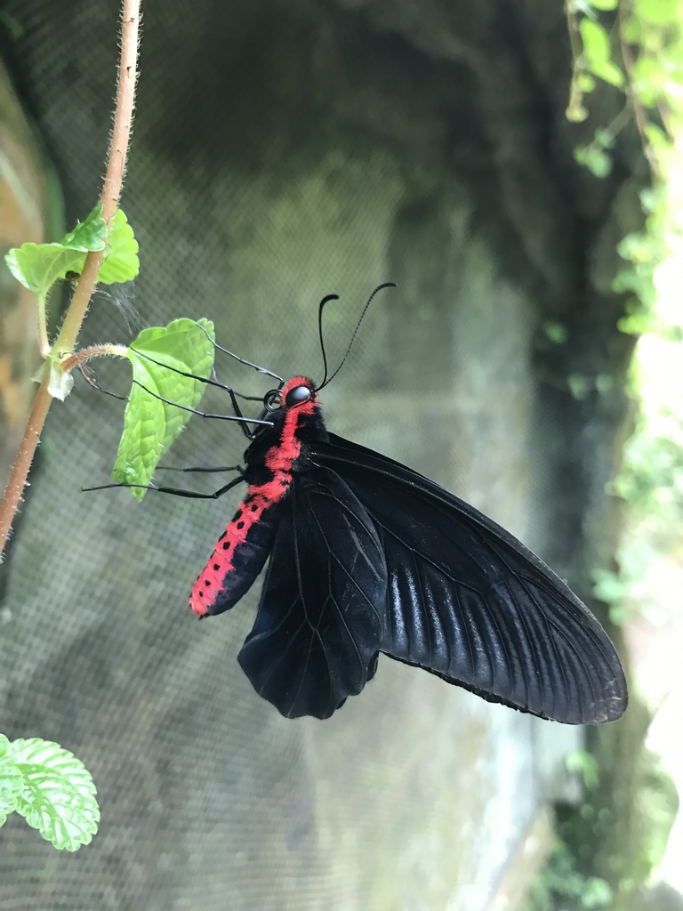 Atrophaneura varuna (Animals of Penang Hill) · iNaturalist