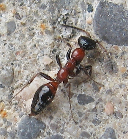 Subfamily Methochinae · iNaturalist